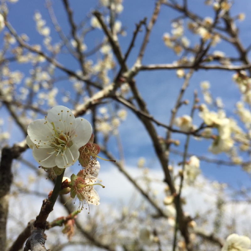 chiachia購go！(朵茉麗蒄&白蘭氏專賣), 線上商店 | 蝦皮購物