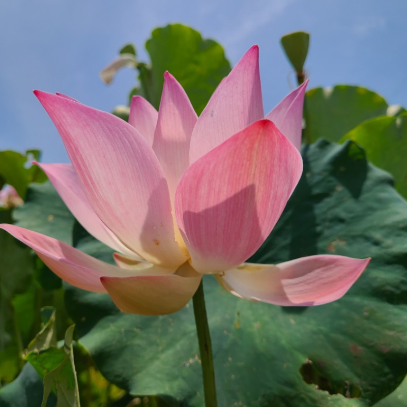 Arapacana 88, 線上商店 | 蝦皮購物