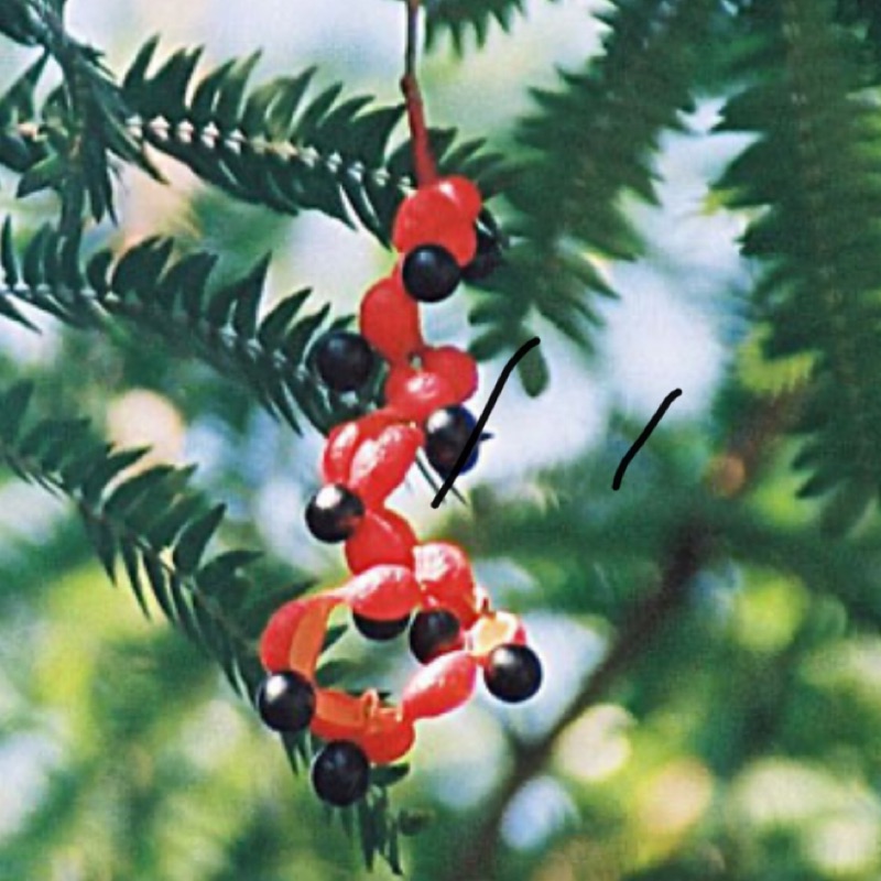 cojoba, 線上商店 | 蝦皮購物