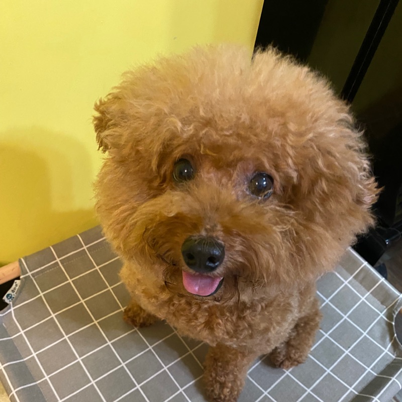 allison_o.o, 線上商店 | 蝦皮購物