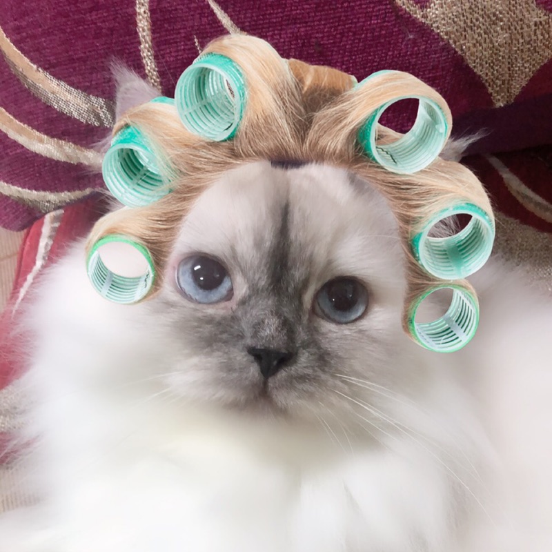 12345611, 線上商店 | 蝦皮購物