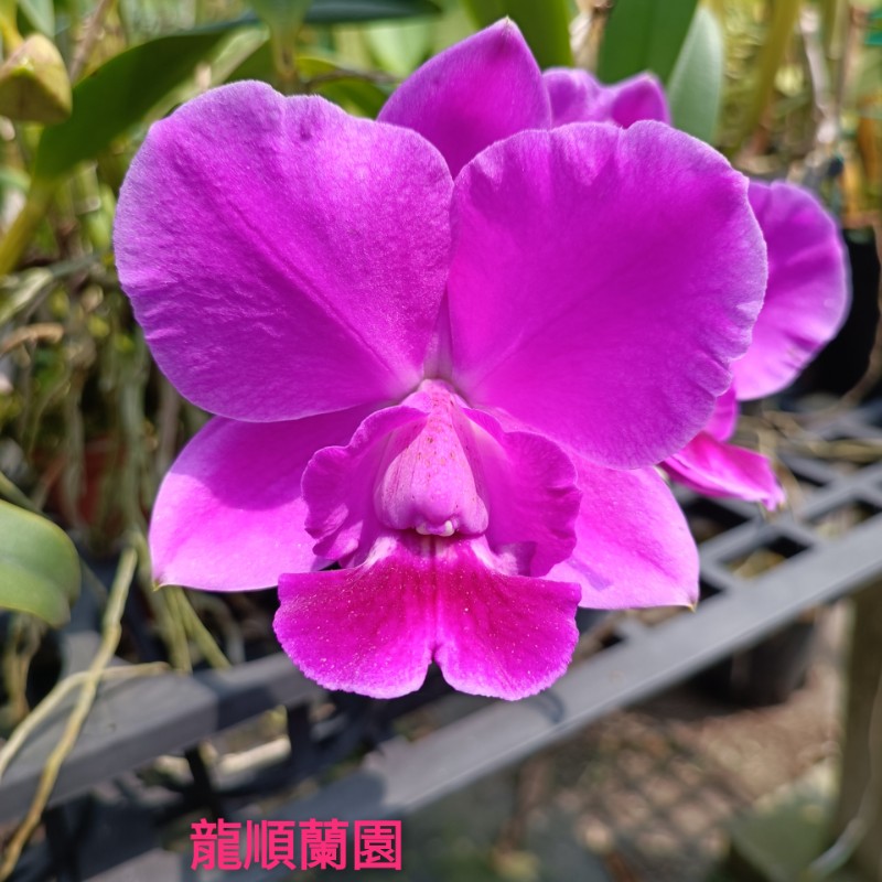 龍順蘭園 Long Shun Orchids, 線上商店 | 蝦皮購物