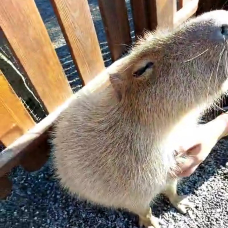 livetin, 線上商店 | 蝦皮購物