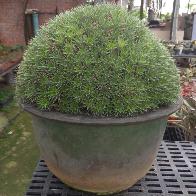 sneezer, 線上商店 | 蝦皮購物