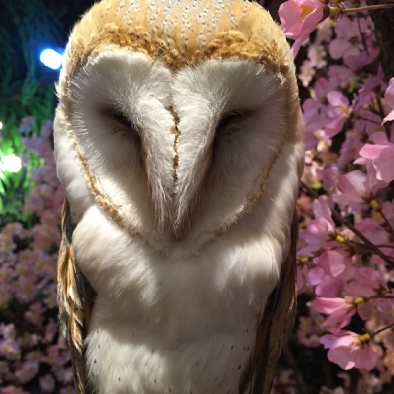 light_chyu, 線上商店 | 蝦皮購物