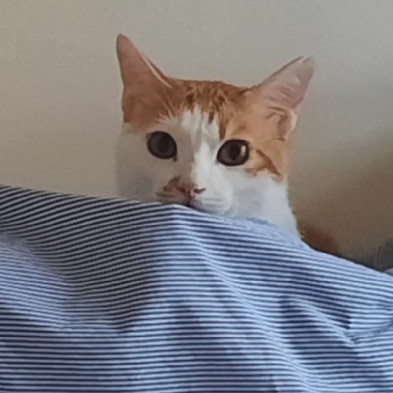 MooCat, 線上商店 | 蝦皮購物