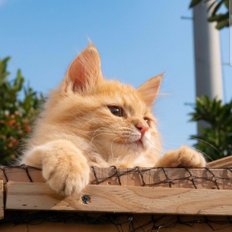 TY_SPRING, 線上商店 | 蝦皮購物