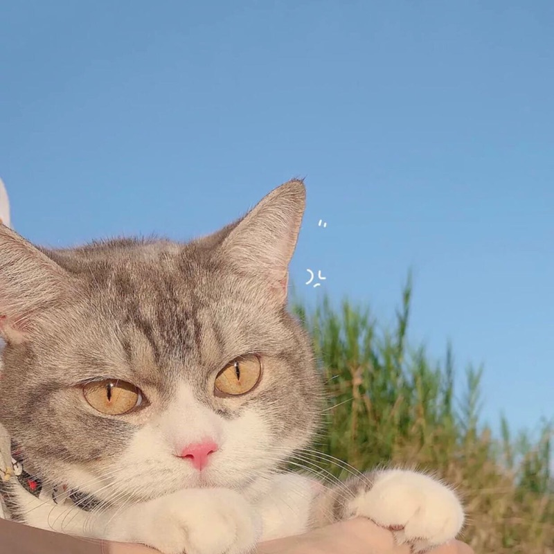 C.LIN.STUDIO, 線上商店 | 蝦皮購物