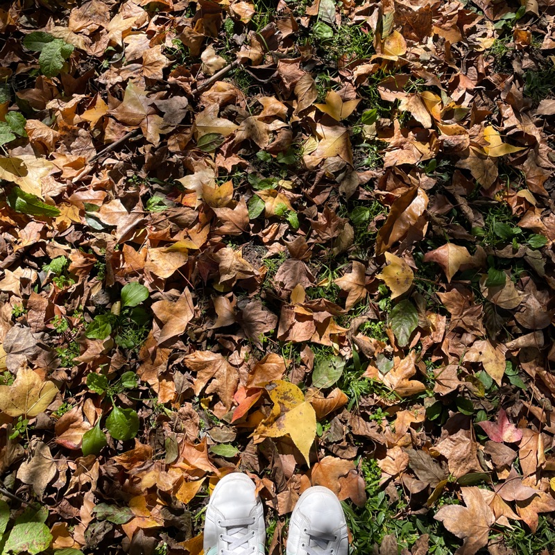 nuttel, 線上商店 | 蝦皮購物