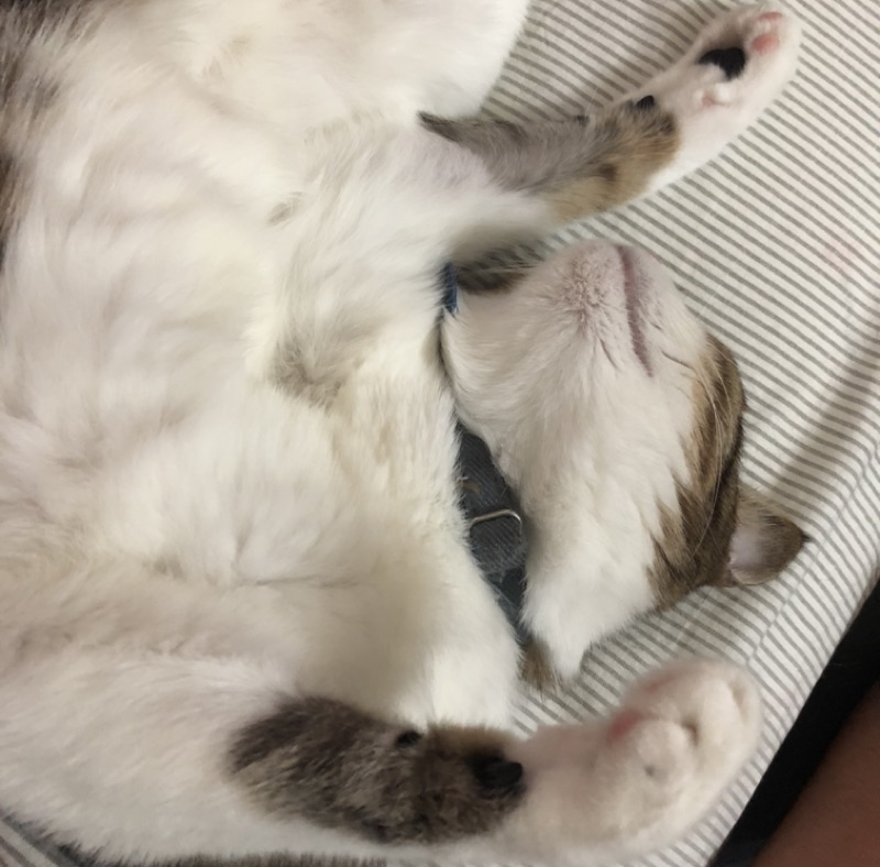 bosscha_cat, 線上商店 | 蝦皮購物