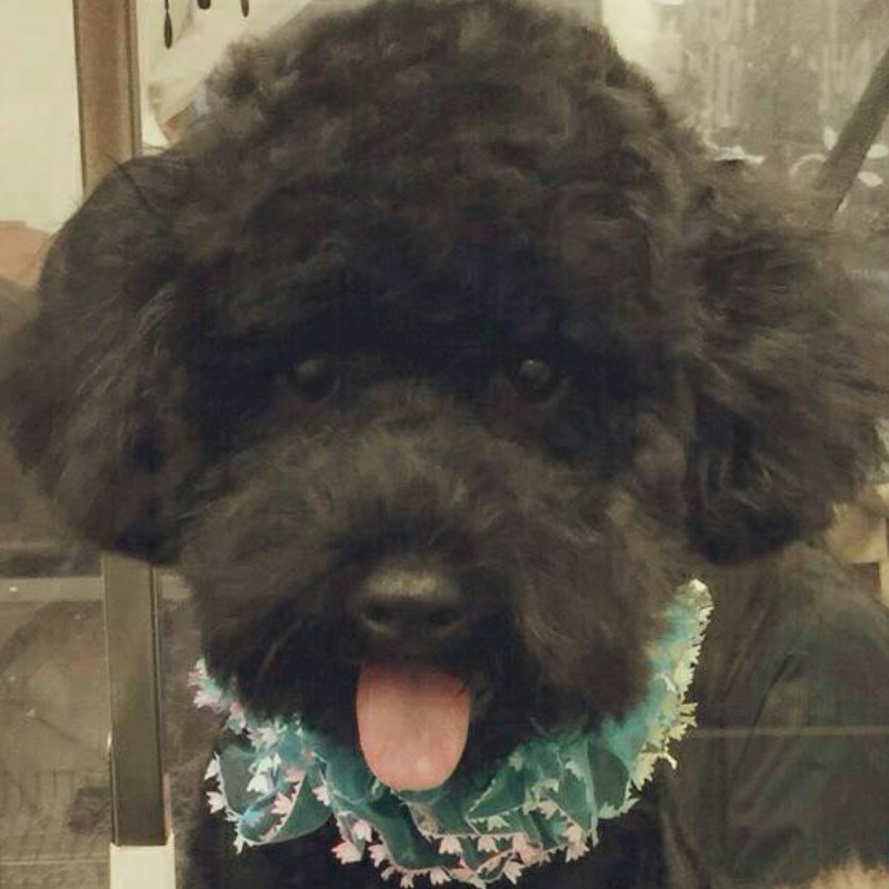 briangu, 線上商店 | 蝦皮購物