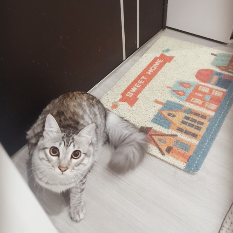 Alice.tw, 線上商店 | 蝦皮購物