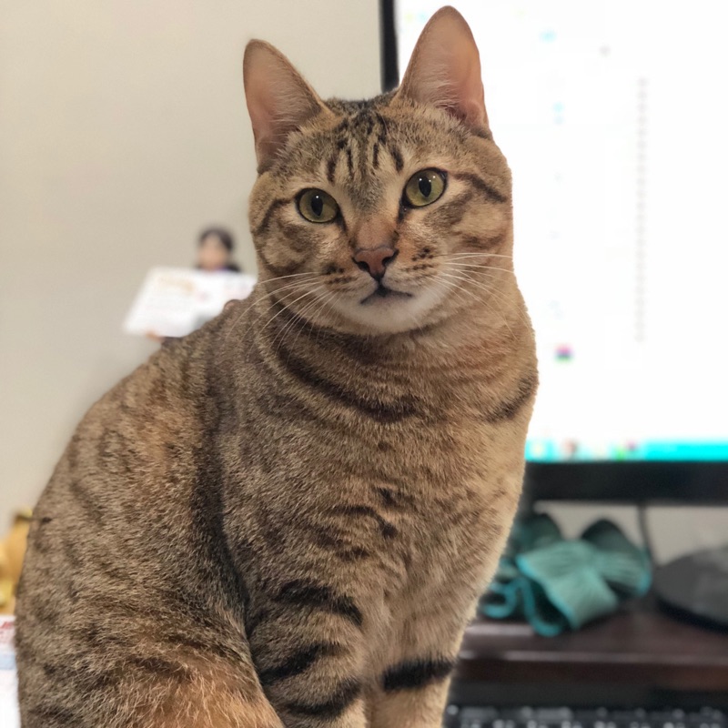 emily_world, 線上商店 | 蝦皮購物