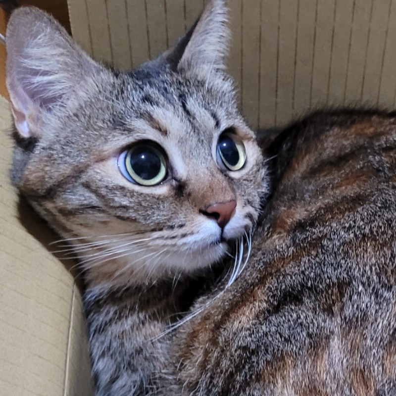 Ali Huang, 線上商店 | 蝦皮購物