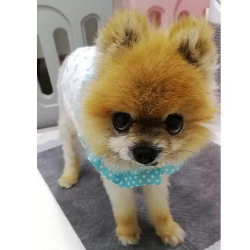 opalmon, 線上商店 | 蝦皮購物