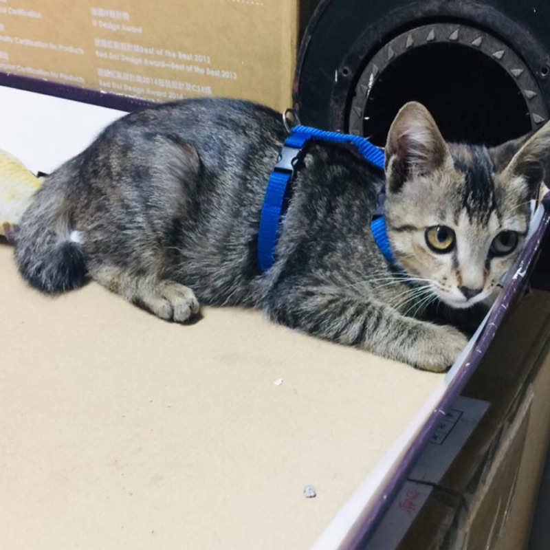 cavena, 線上商店 | 蝦皮購物