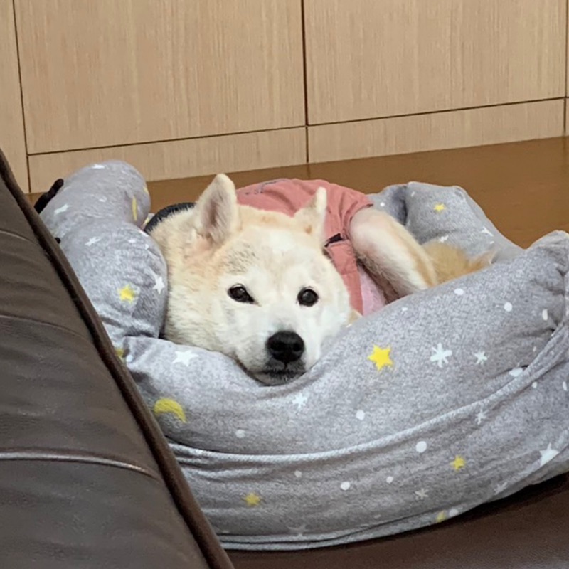 sandyzhang, 線上商店 | 蝦皮購物