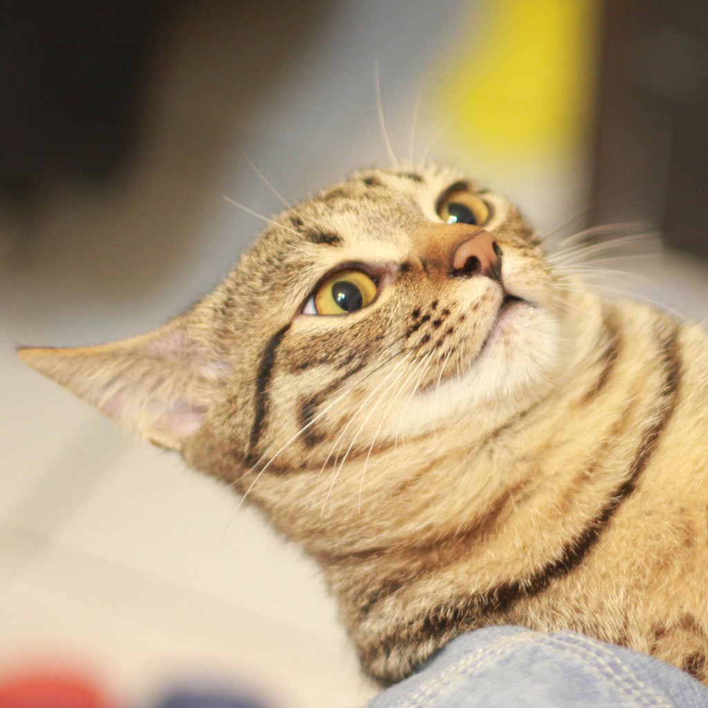 Ciliax, 線上商店 | 蝦皮購物