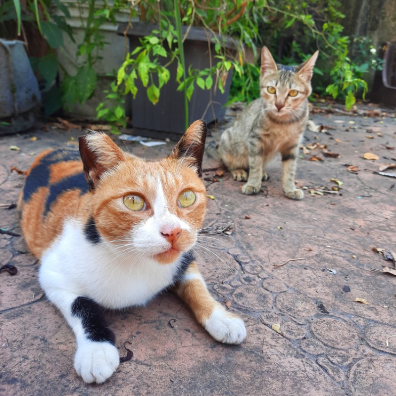 Rin.cats_412, 線上商店 | 蝦皮購物