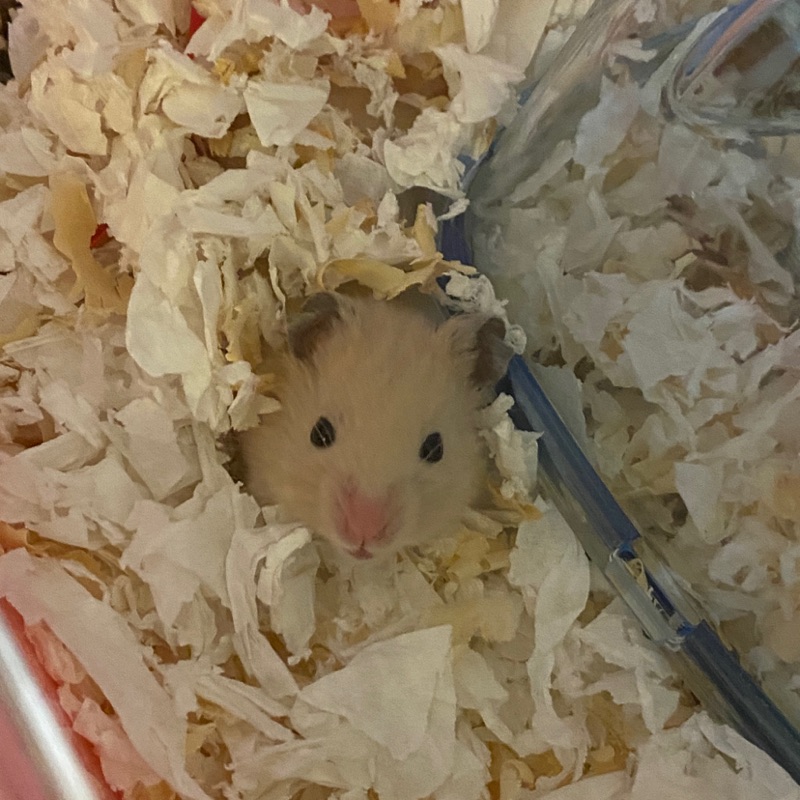 una_rae, 線上商店 | 蝦皮購物