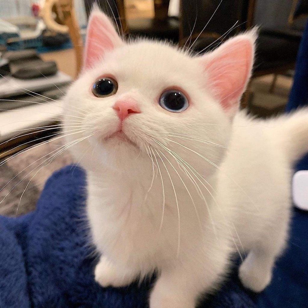 prijin.tw, 線上商店 | 蝦皮購物