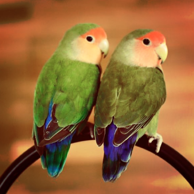 Nicc studio, 線上商店 | 蝦皮購物