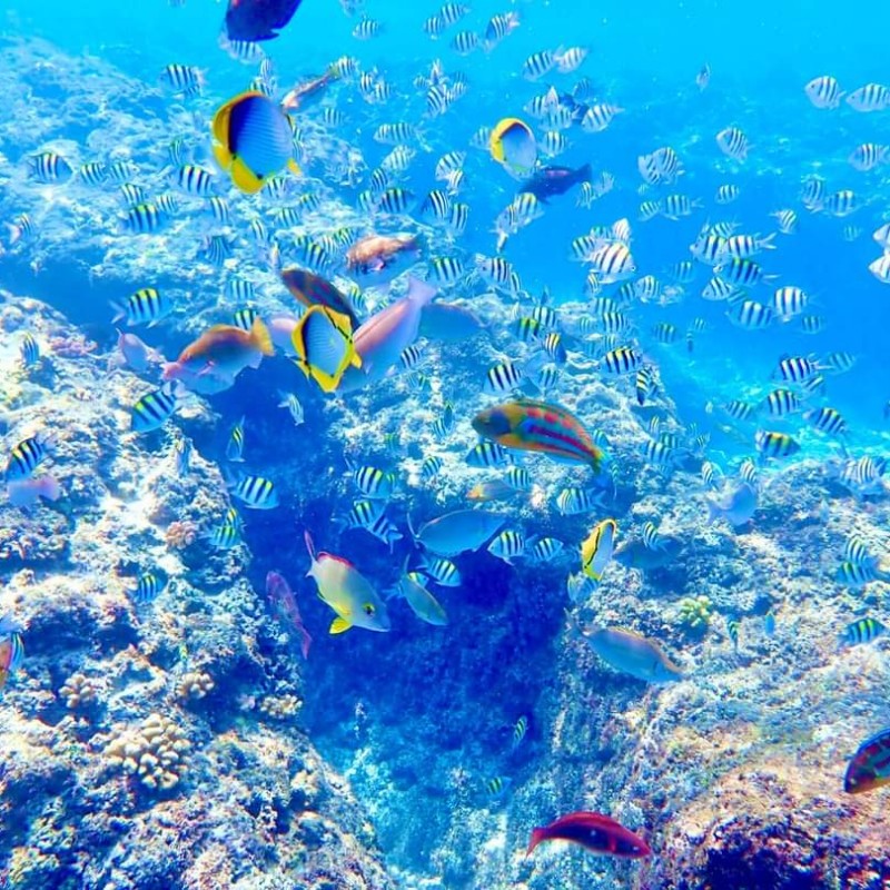 gimala, 線上商店 | 蝦皮購物