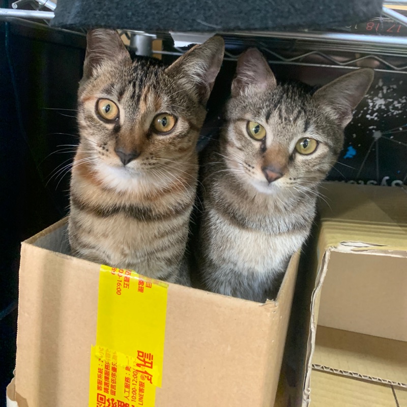 panagesic, 線上商店 | 蝦皮購物