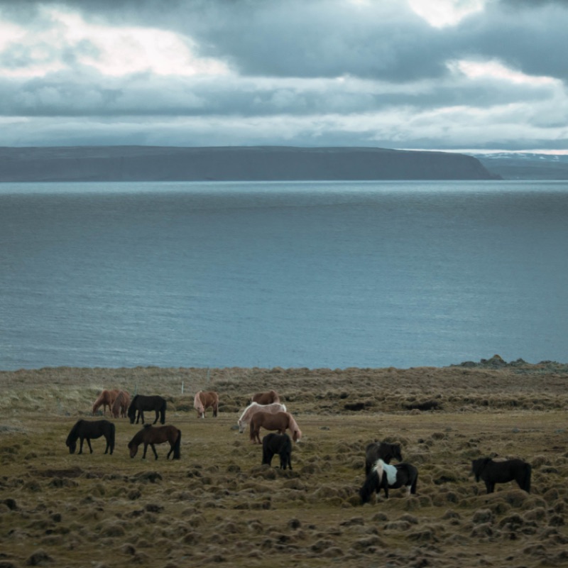 Pluto_Studio, 線上商店 | 蝦皮購物