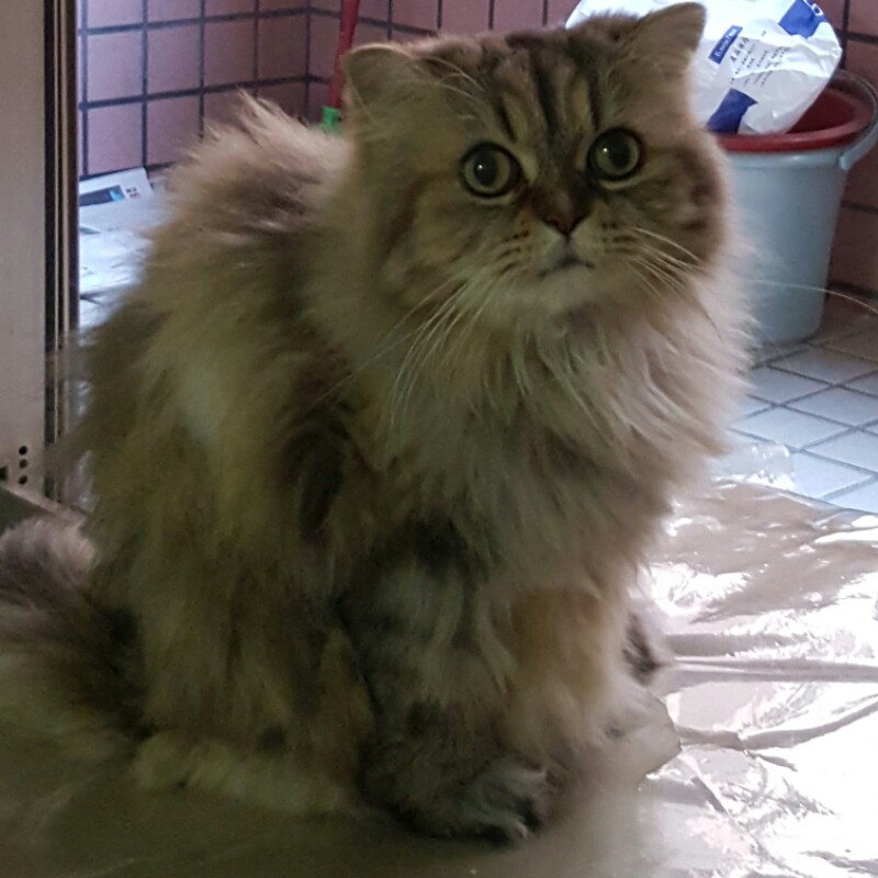 shium, 線上商店 | 蝦皮購物