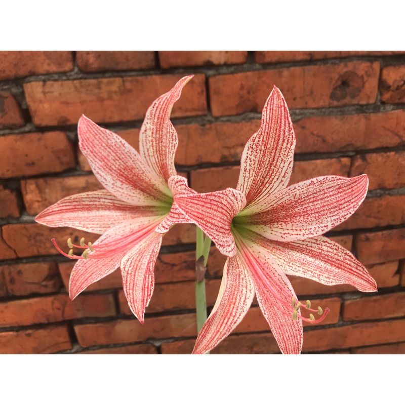 CRS Jr., 線上商店 | 蝦皮購物