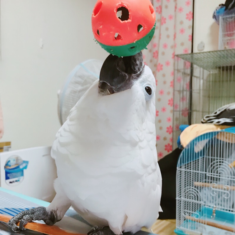 nicole_cai, 線上商店 | 蝦皮購物