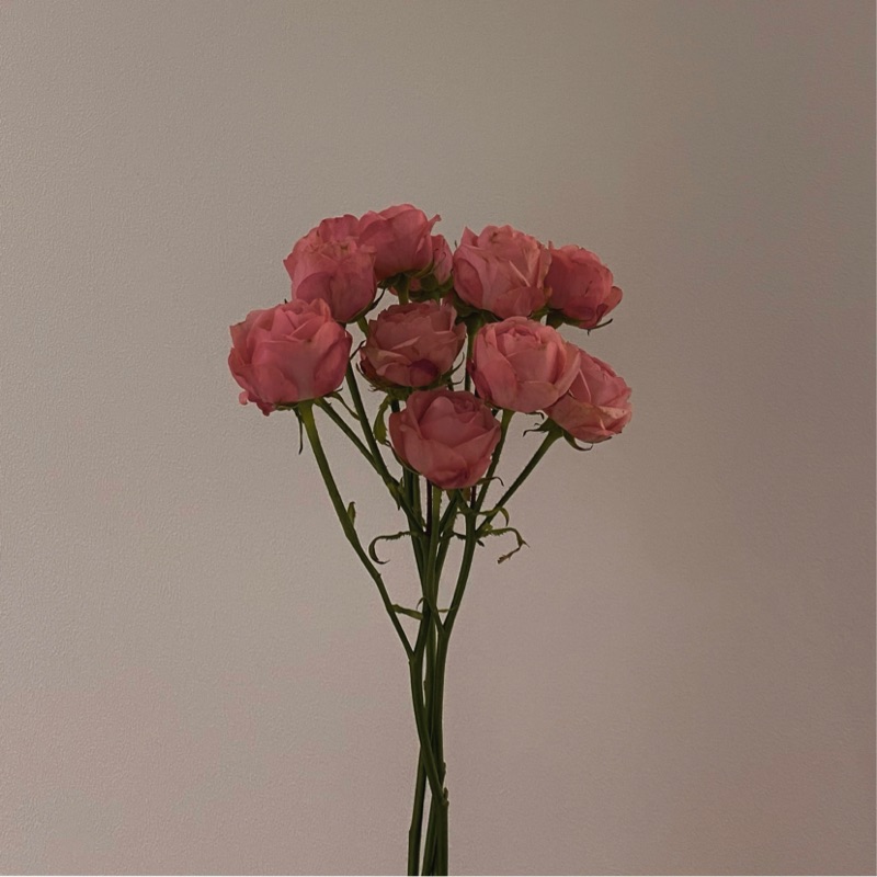 boping, 線上商店 | 蝦皮購物