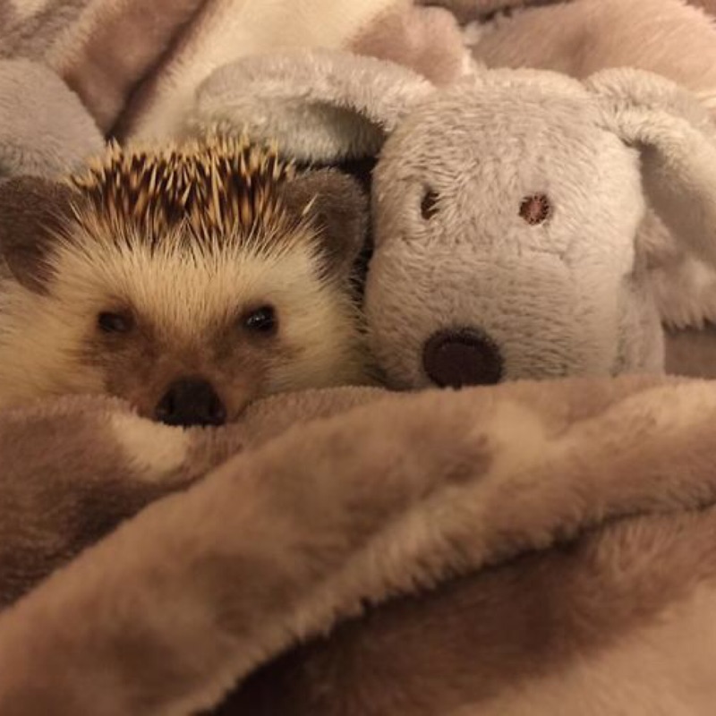 doremi_1234567, 線上商店 | 蝦皮購物