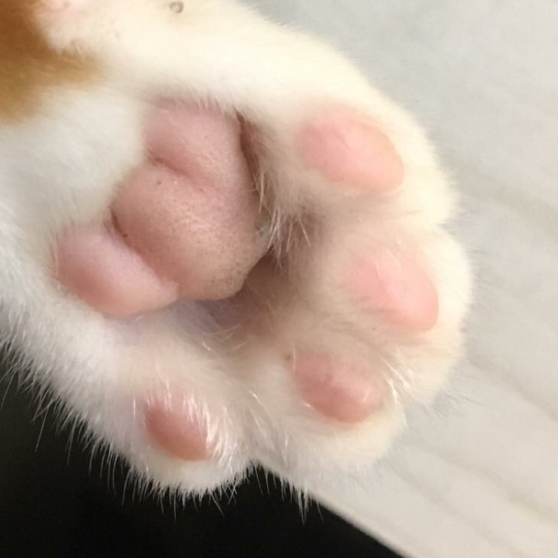 meow_mi, 線上商店 | 蝦皮購物