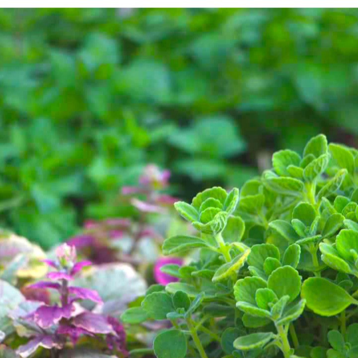 SISIBO 絲之柏, 線上商店 | 蝦皮購物