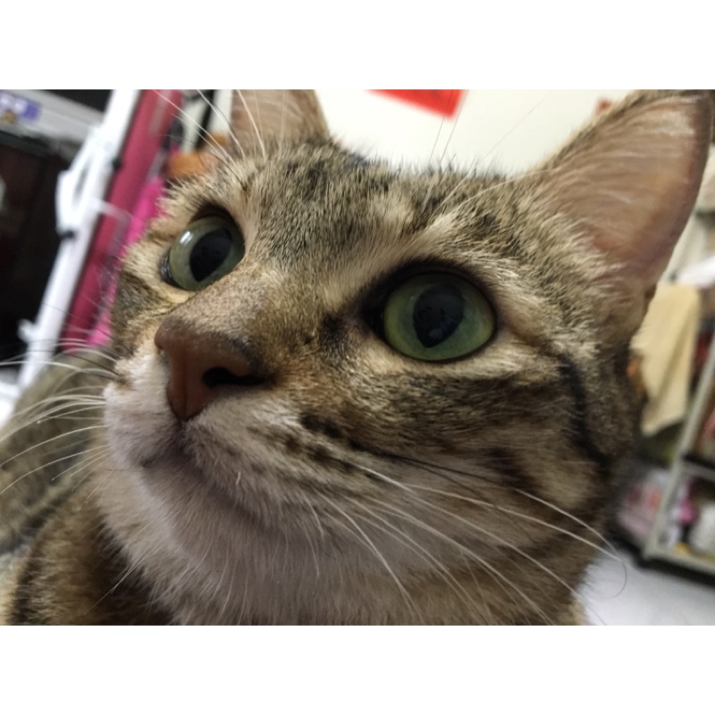 phoebe pan mall, 線上商店 | 蝦皮購物