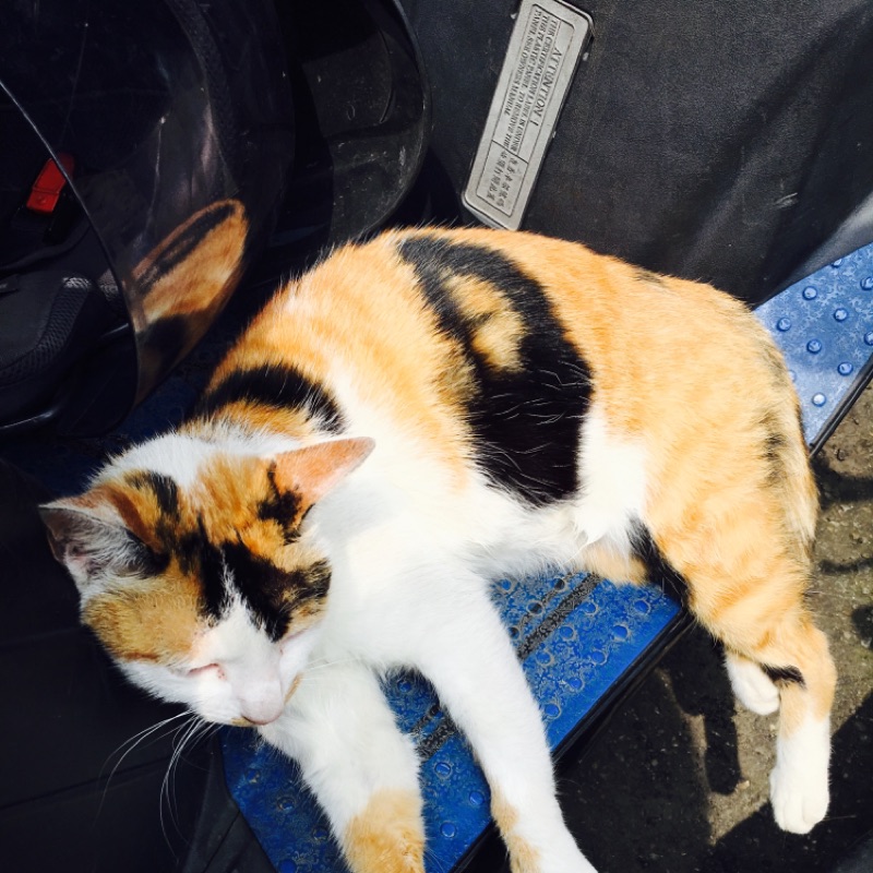 viviman, 線上商店 | 蝦皮購物