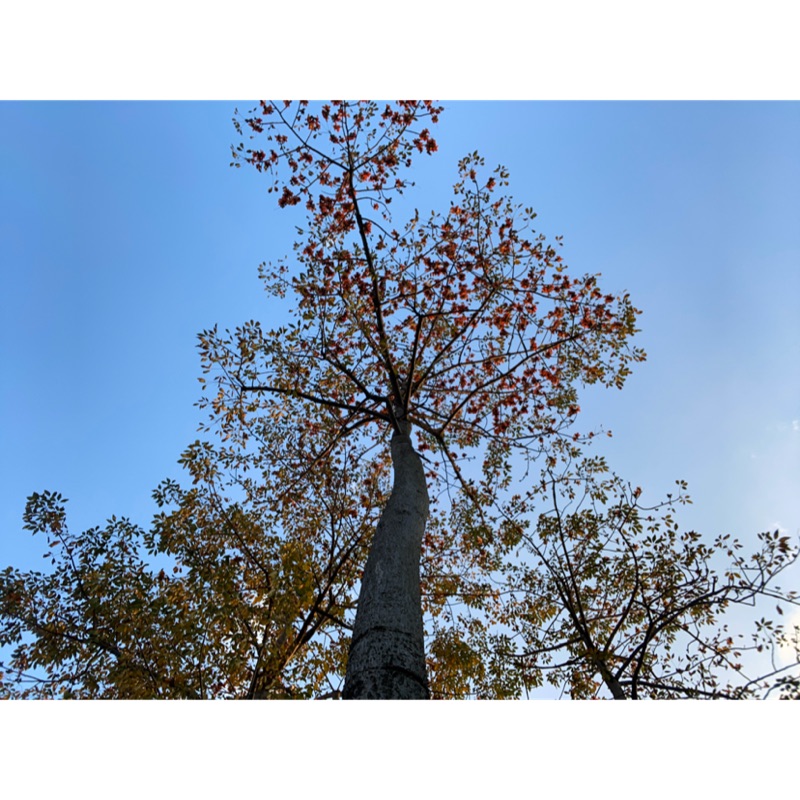 chi_hui_liu, 線上商店 | 蝦皮購物