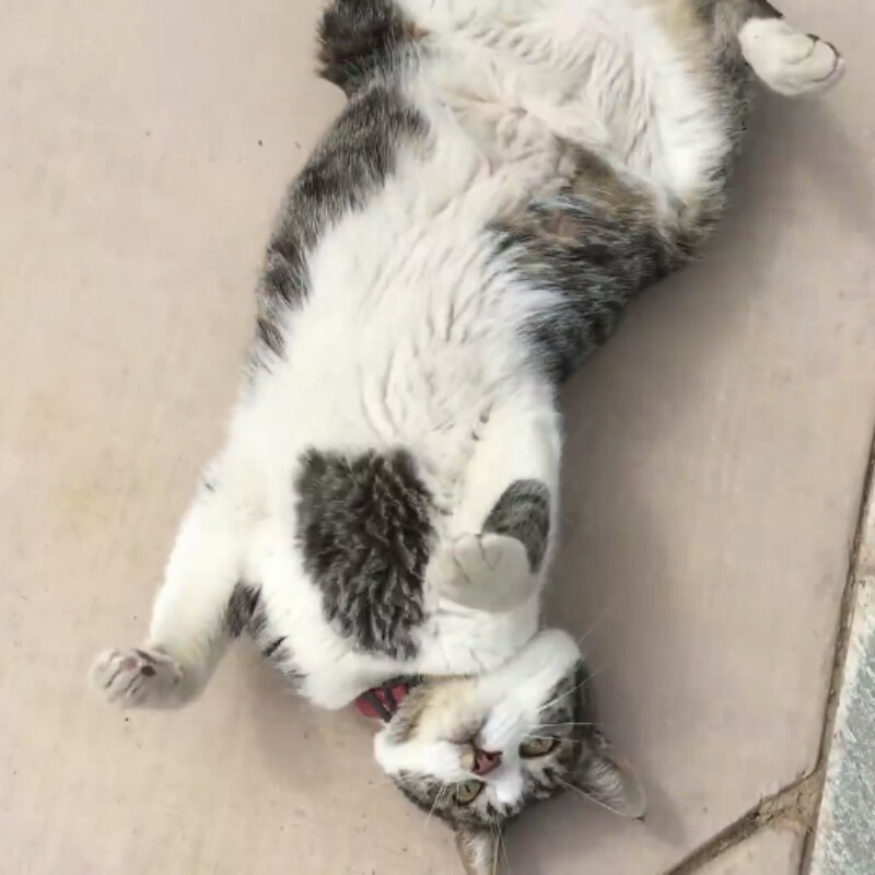 IMPENE💙🩵, 線上商店 | 蝦皮購物