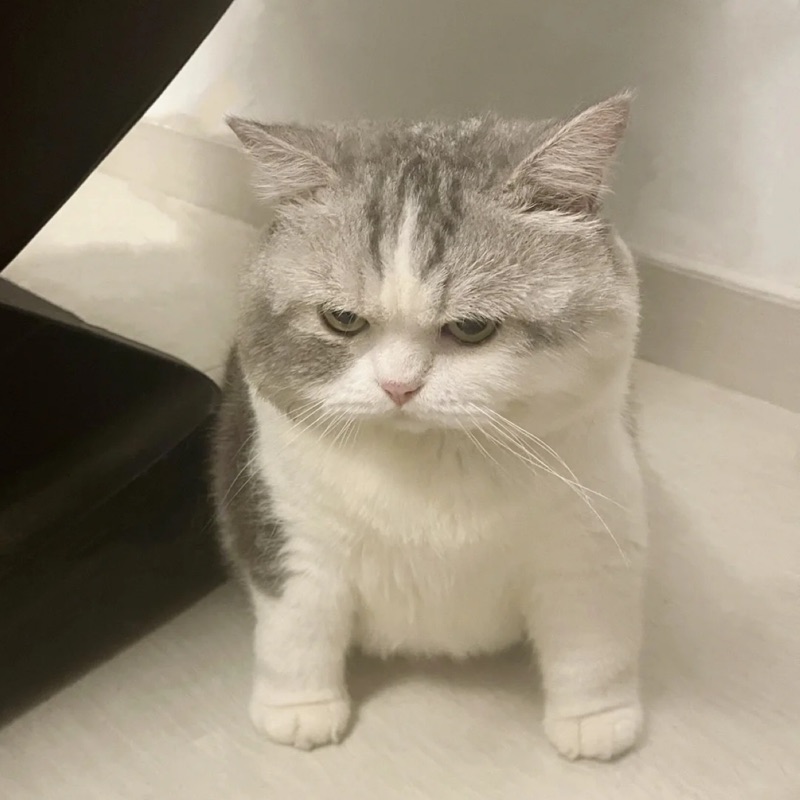 SandySandy, 線上商店 | 蝦皮購物