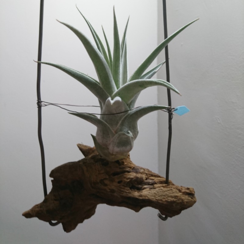 himawa, 線上商店 | 蝦皮購物