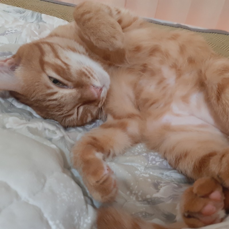 puffish, 線上商店 | 蝦皮購物