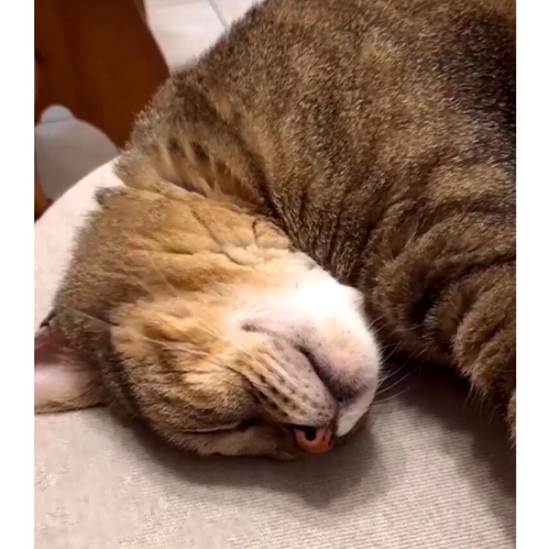 _venus, 線上商店 | 蝦皮購物