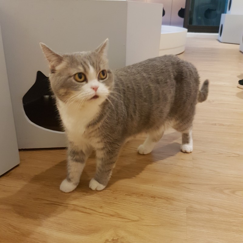 shadow shop, 線上商店 | 蝦皮購物