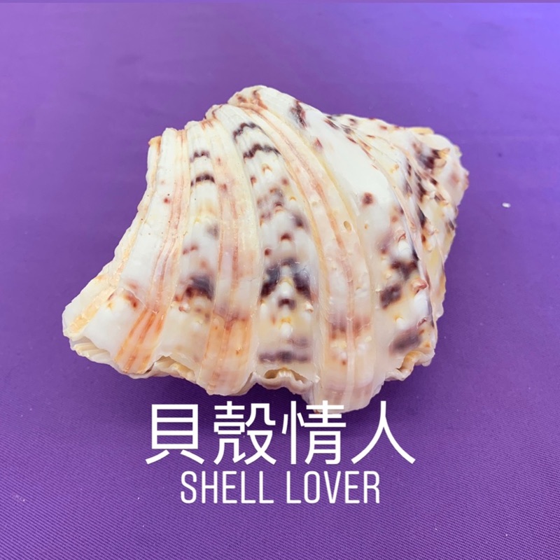 貝殼情人Shell Lover, 線上商店 | 蝦皮購物