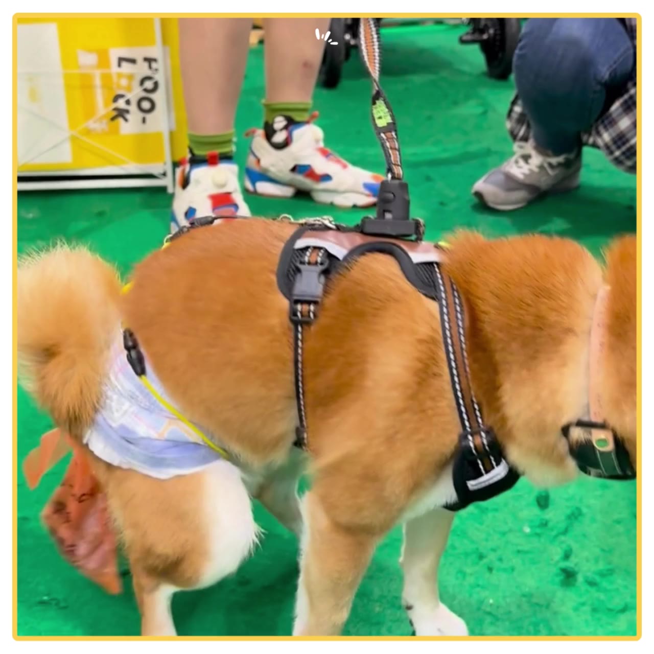 Furriend Plus 毛友+ 寵物用品｜噗樂Poo-Lock 狗便捕手, 線上商城 | 蝦皮購物