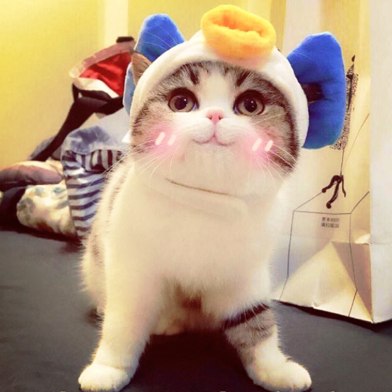 elvababe, 線上商店 | 蝦皮購物