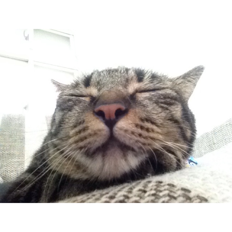 bansheecatcat, 線上商店 | 蝦皮購物