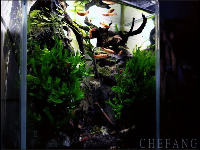 CHE FANG AQUA, 線上商店 | 蝦皮購物